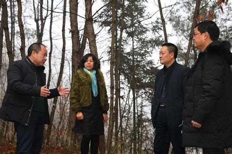 市政府督查组督查我县森林防火和松材线虫病防控工作 岚皋县人民政府