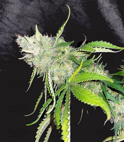 Shogun feminized seeds for sale: information and reviews - Herbies