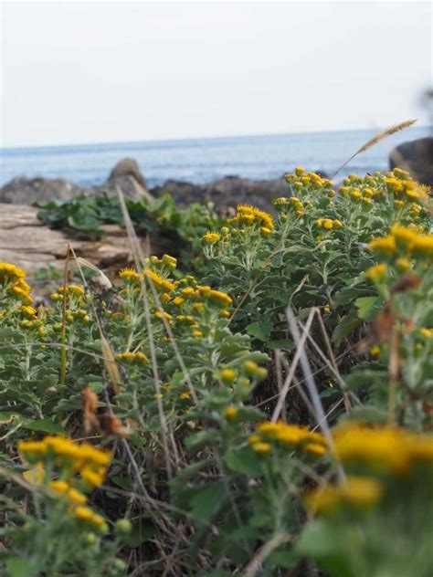 山好き花好き2 海岸の植物