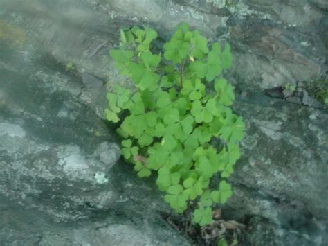 Clovers 3 By Tammots23 On Deviantart