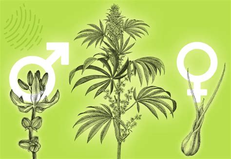 Cbd Sex Ed Female Male And Hermaphroditic Hemp Plants Exposed Pure Craft