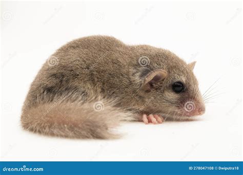 The Woodland Dormouse Graphiurus Murinus African Pygmy Dormouse On
