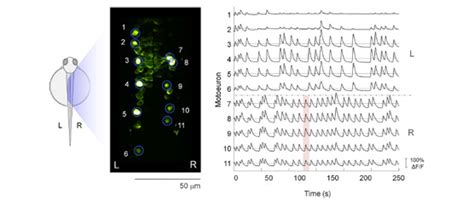 Hierarchy Of Neural Organization In The Embryonic Spinal Cord Granger Causality Graph Analysis