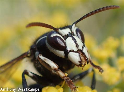 White Faced Hornet Queen