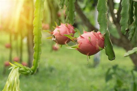 How To Grow Your Own Dragon Fruit Pitaya Gardeners Path