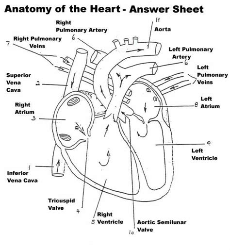 Heart Structure Diagram Quiz Diagrams Quizzes And Worksheet