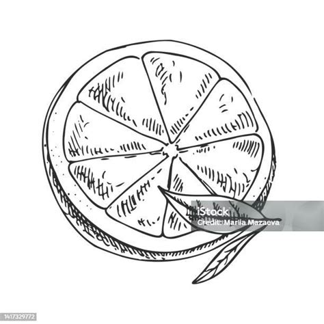 손으로 그린 벡터 레몬 스케치 두 개의 잎이있는 꽃 식물 레몬 반 이트라스트러스 오렌지 라임 그레이프프루트 벡터 일러스트레이션 포스터 메뉴 또는 라벨에 좋습니다 감귤류