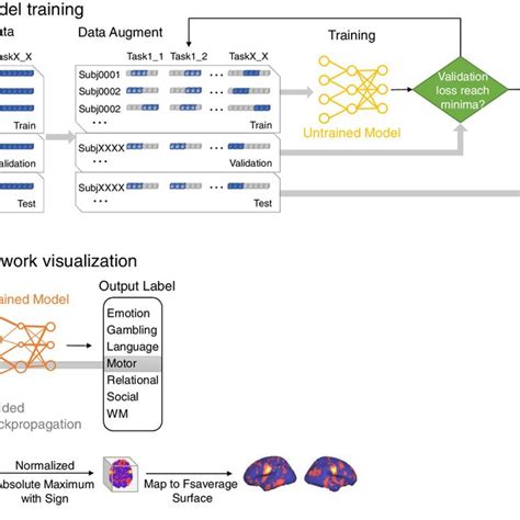 Workflows Of Model Training And Network Visualization A The Proposed Download Scientific