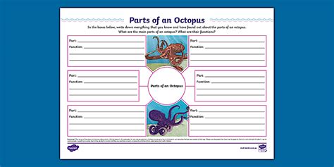 Parts Of An Octopus Mind Map Teacher Made Twinkl