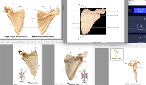 Lesson 6 Appendicular Skeleton Scapula Diagram Quizlet