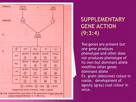 Geneinteraction Epistasis 210427083033 Pptpptx