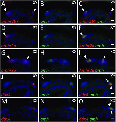 Expression Of Amhr2s And Amh Encoding Putative Ligand Of Amhr2 In Download Scientific Diagram