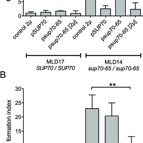novel sup70 amber suppressor mutations identify anticodon stem and loop