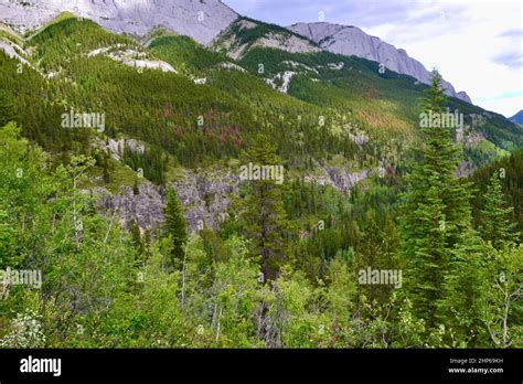 Lush Vegetation Growing On Mountainside In Jasper National Park During