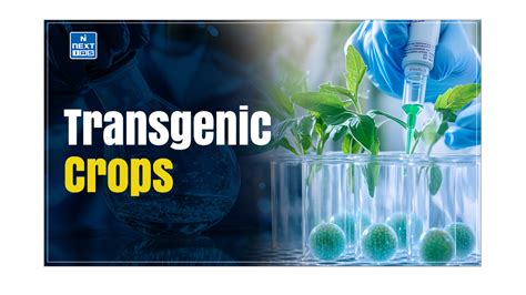 Transgenic Crops Types Benefits Disadvantages And More