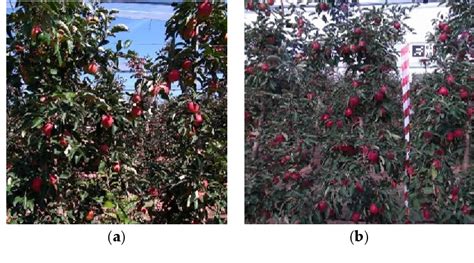 Figure 8 From An Apple Detection And Localization Method For Automated