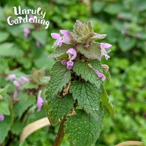 Differences Between Henbit And Purple Dead Nettle Unruly Gardening