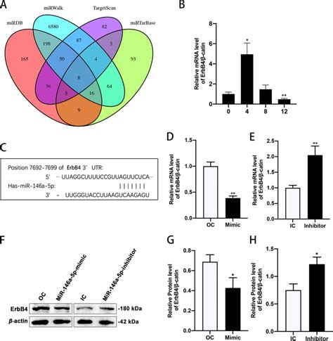 MiR 146a 5p Targeted And Regulated The Expression Of ErbB4 In 3T3 L1
