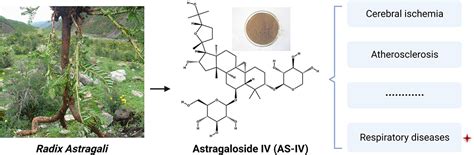 Astragaloside Iv In The Battle Against Respiratory Diseases Dddt