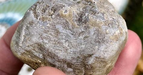 Strange Rock Fossil That I Found Yesterday Album On Imgur