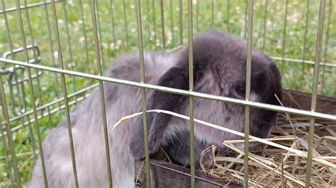 скрытая камера у кролика Youtube