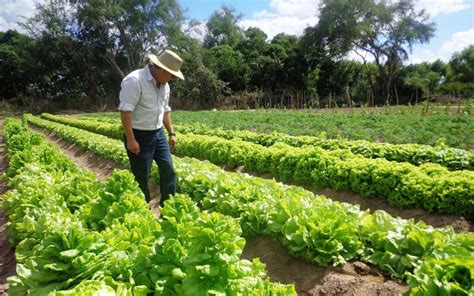 Promueven Las Buenas Prácticas Agrícolas Guananoticias