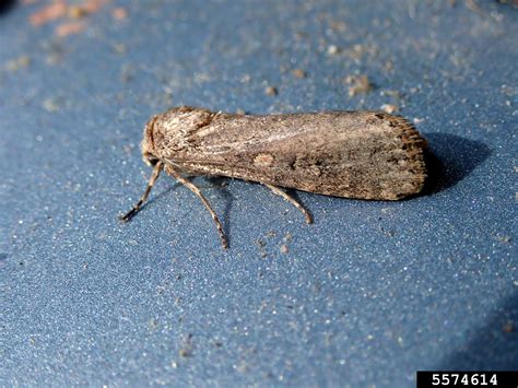 Beet Armyworm