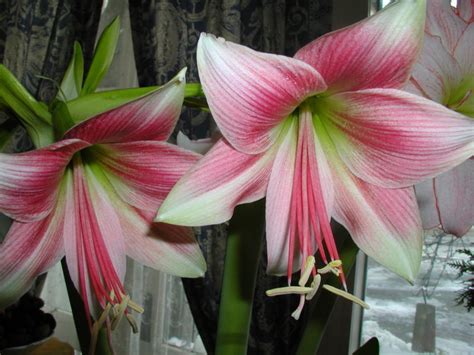 Plantfiles Pictures Hippeastrum Dwarf Amaryllis Misty Hippeastrum