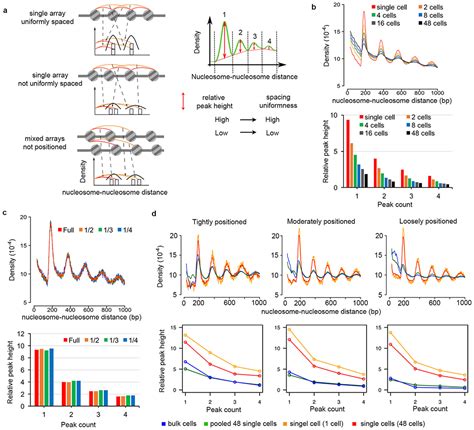 Principles Of Nucleosome Organization Revealed By Single Cell MNase Seq PMC