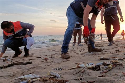 Aparecieron Miles De Peces Muertos En Playa De Sinaloa