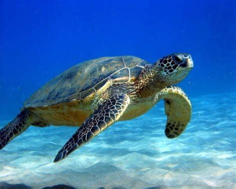 Lets Talk Turtles ⋆ The Costa Rica News