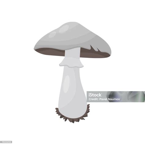 창백한 버섯의 평면 벡터 아이콘입니다 회색 모자 Mushroom 고 스토킹 치명적인 유독한 균 류입니다 Infographic
