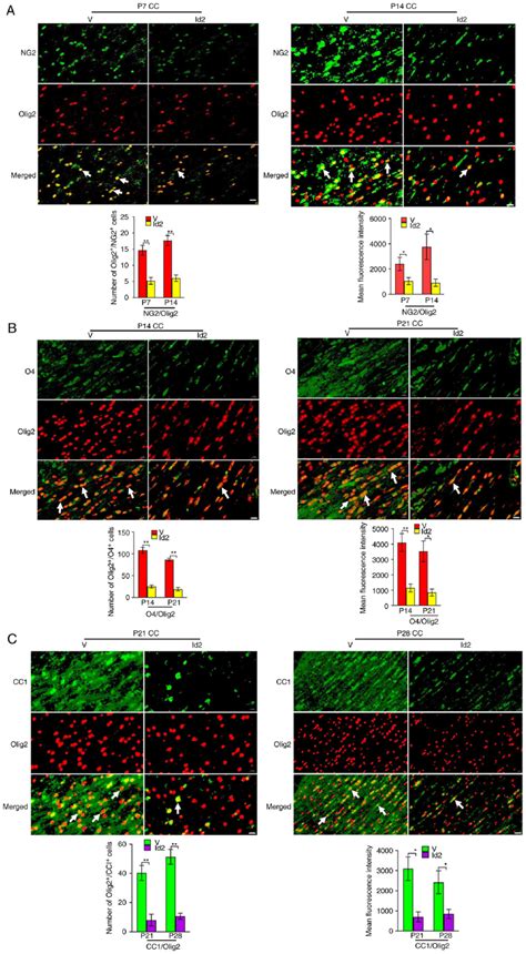 upregulation of id2 inhibits oligodendrocyte progenitor cell