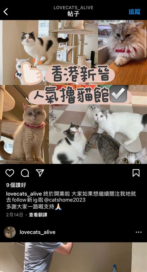 領養要收錢不如直說啦 點解要課金上你啲堂先俾領養 Lihkg 討論區