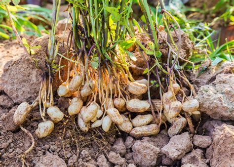 Erdnüsse Anbauen Pflegen Ernten Plantura