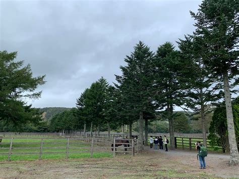 山中博喜＠馬🐴溺愛カメラマン📷 On Twitter レックススタッドの一般見学が始まったみたいです🐴 レックススタッド ゴールドドリーム