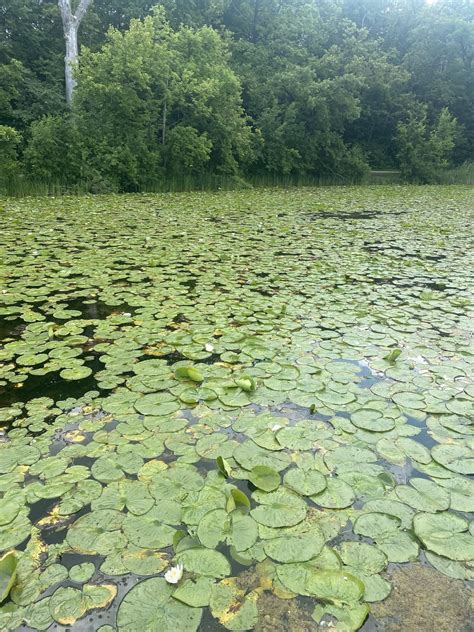 Tips On Fishing Here Im Currently Using A Top Water Frog Lure Rfishing