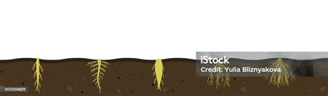 토양에있는 뿌리 체계의 다양성 검은 토양 섹션의 벡터 그림입니다 식물의 섬유질 및 뿌리 뿌리 뿌리 줄기의 시각 보조 리좀에 대한 스톡 벡터 아트 및 기타 이미지 Istock