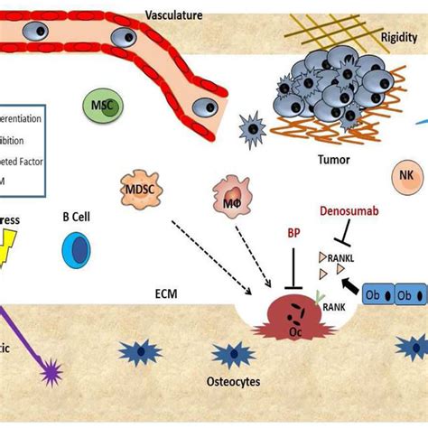 Tumor Bone Microenvironment Interactions Vasculature Allows For Download Scientific Diagram
