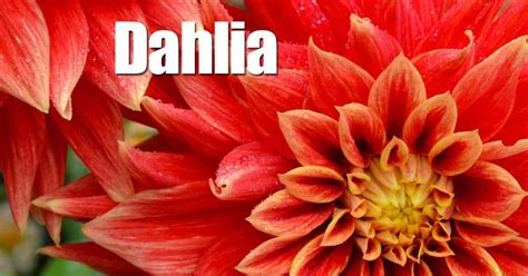 9 Natural Pest Fighting Flowers To Plant In Your Garden