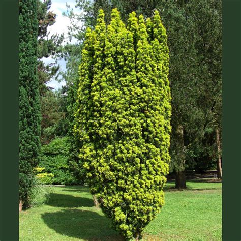 Taxus Baccata Fastigiata Aurea