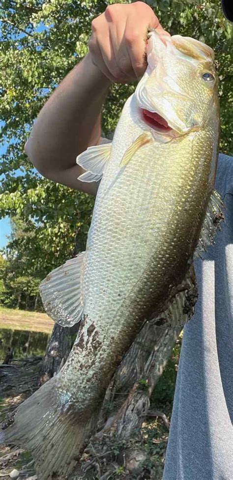 Heavily Pressured Pond Fishing Tackle Bass Fishing Forums