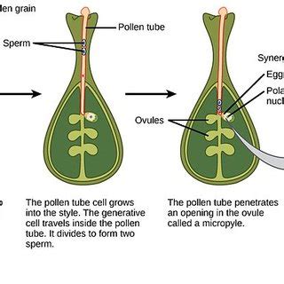 PDF Home Science Biology Botany Difference Between