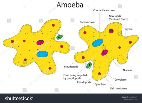 Protists Amoeba
