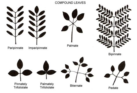 Pinnate Leaf Glossary Eflora Vascular Plants Of The Sydney Region