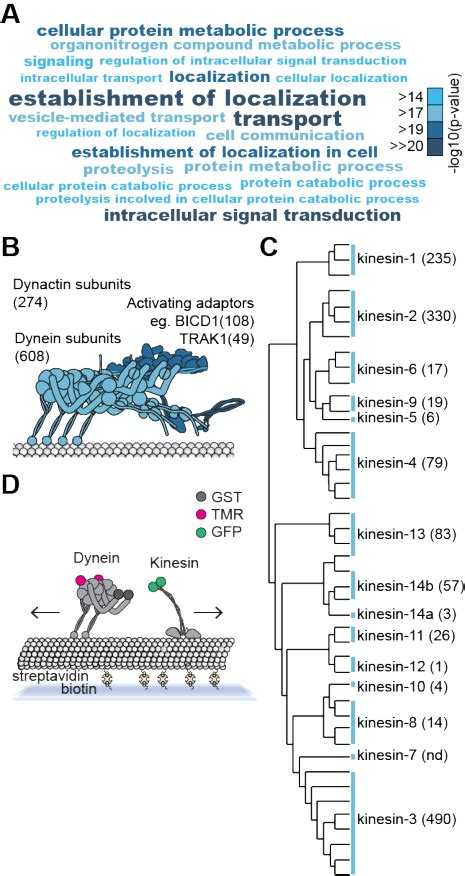 Fig S1 Microtubule Motor Proteins Present An Ideal Model For