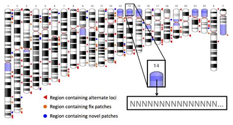 Reference Genome Components — Gatk Forum