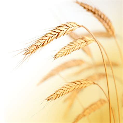 Wheat Straw Cotoimpex