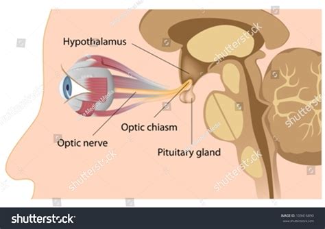 Pituitary Gland Optic Chiasm Stock Vector Royalty Free 109416890