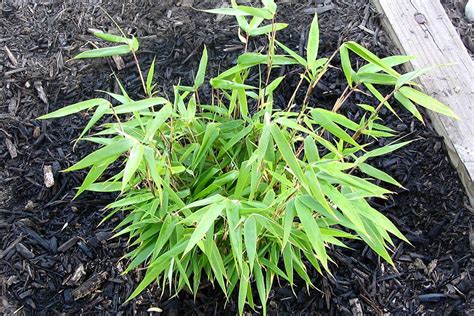 Green Mini Bamboo Santhi Online Plants Nursery